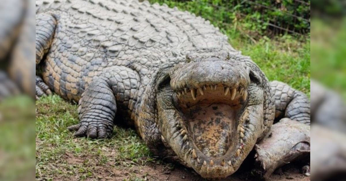 Meet Henry, World's Oldest Crocodile