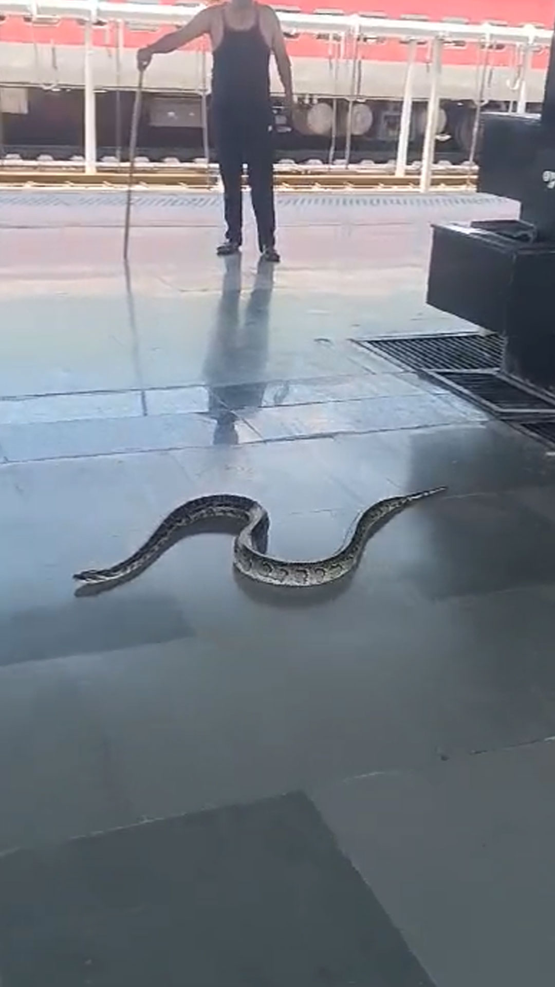 Video: 6-Foot-Long Snake On Platform Causes Panic At Rishikesh Station