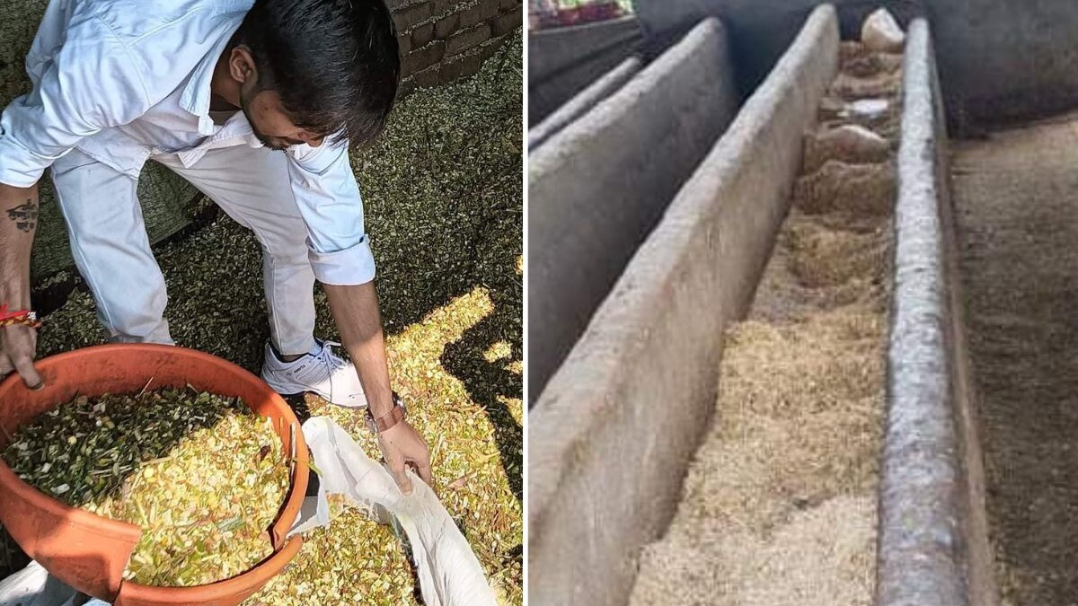 NDTV की खबर का असर, संवरने लगी डीग गौशाला, कलेक्टर ने मंगवाई रिपोर्ट ...