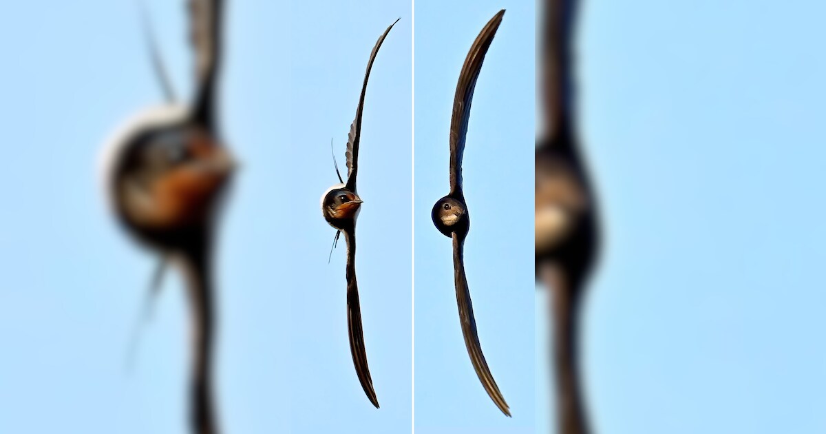 Swallow And Swift: What's The Difference