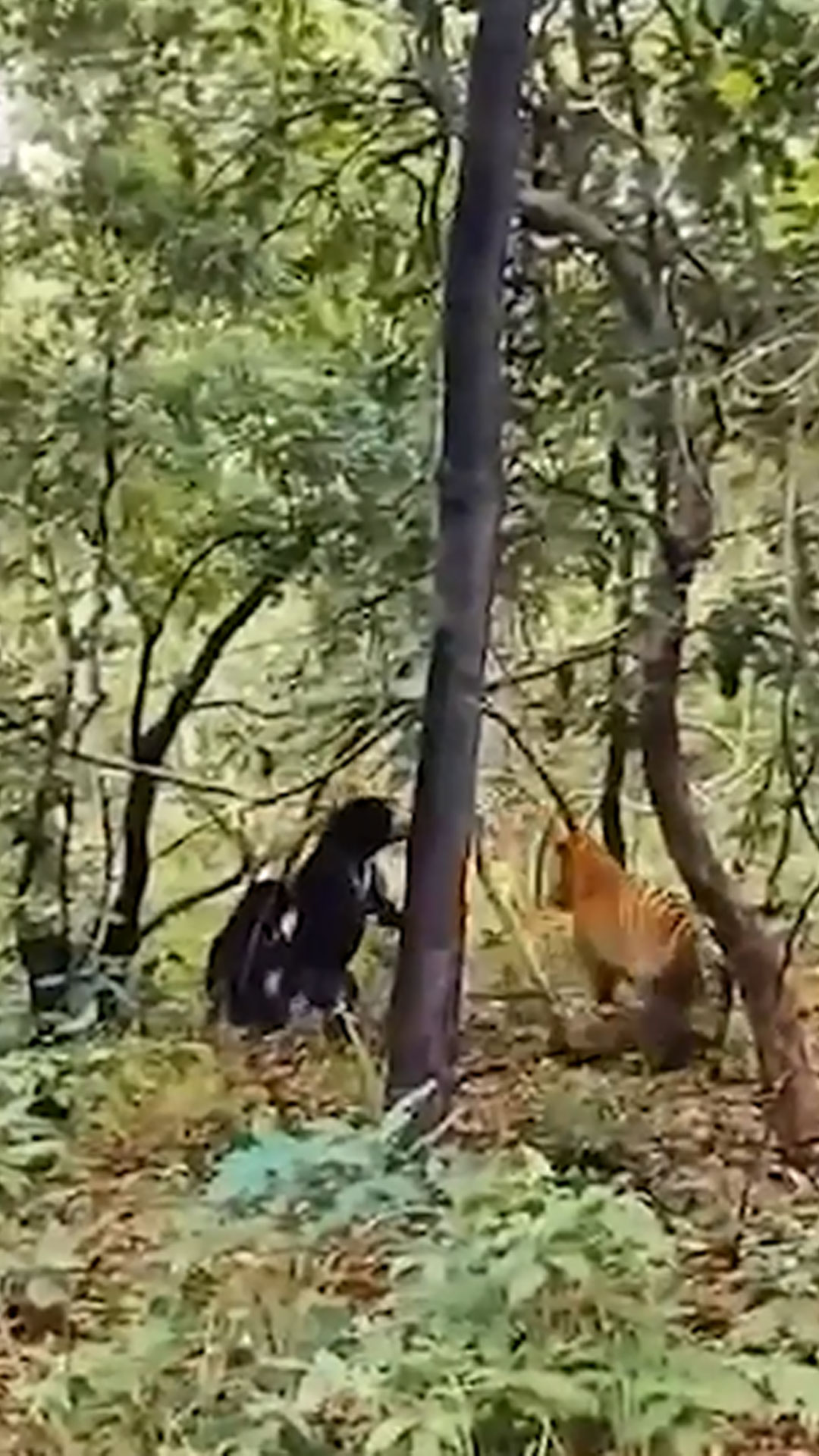 Bear Fights Off Tiger To Save Cub In Maharashtra's Chandrapur