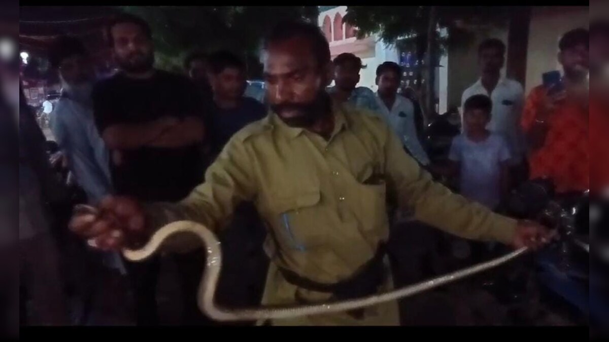 Snake News: जब यहां बाइक के इंजन बॉक्स में घुस गया पांच फीट लंबा सांप ...