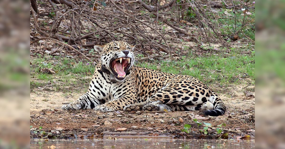 Jaguar - Big Cat With The Strongest Bite