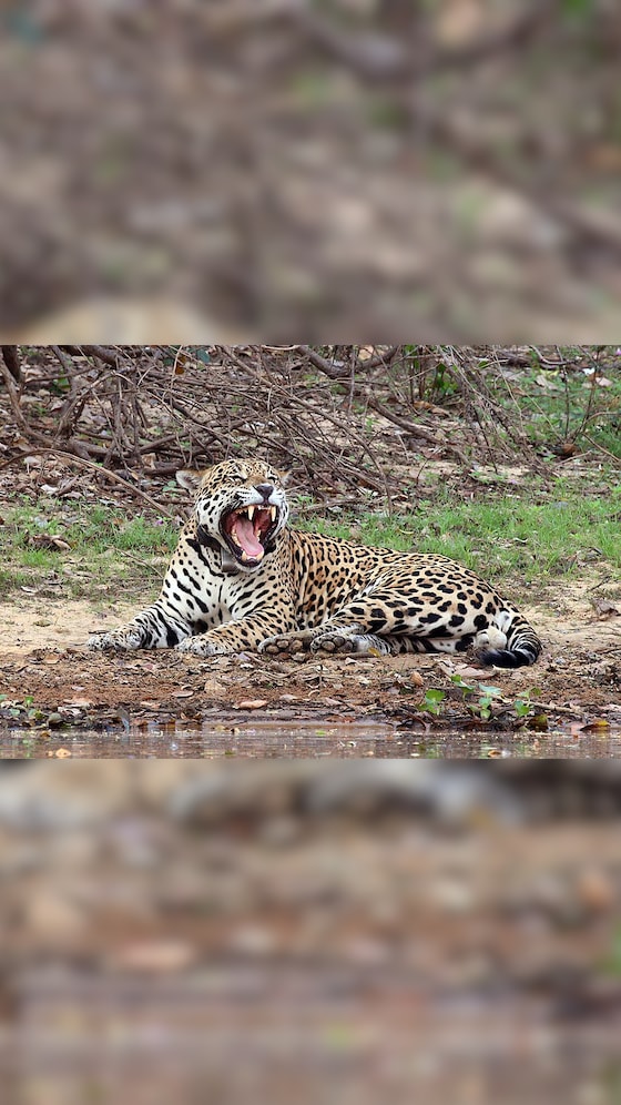 jaguar bite pressure