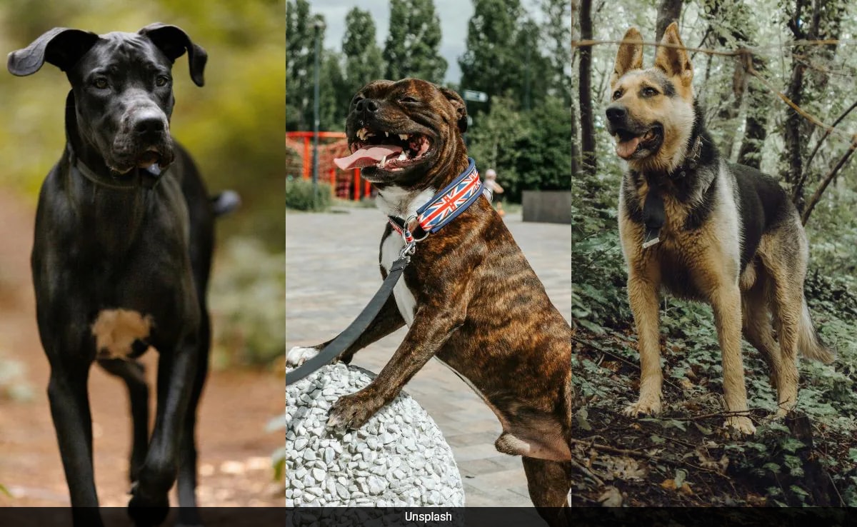 British Veterinarian Warns Against Owning These 5 Dog Breeds