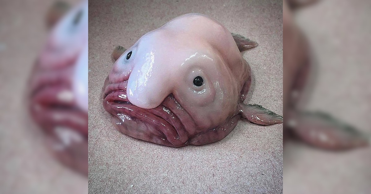 Meet The "World's Ugliest Animal"