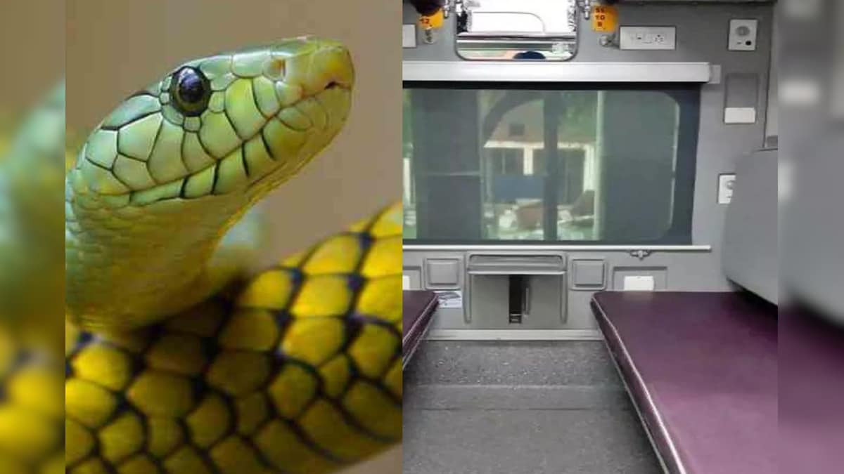 Snake in Train: ट्रेन के AC-A1 कोच में निकला सांप, दयोदय एक्सप्रेस को ...