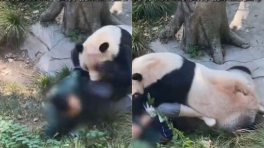 panda attacks zookeeper