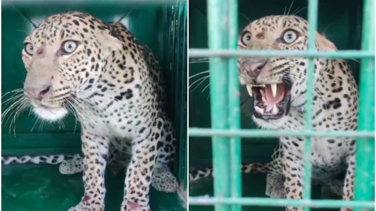 Udaipur Leopard: उदयपुर में पकड़े गए दोनों तेंदुए के दांत घिसे हुए, अब सवाल कि नरभक्षी कौन, या ...