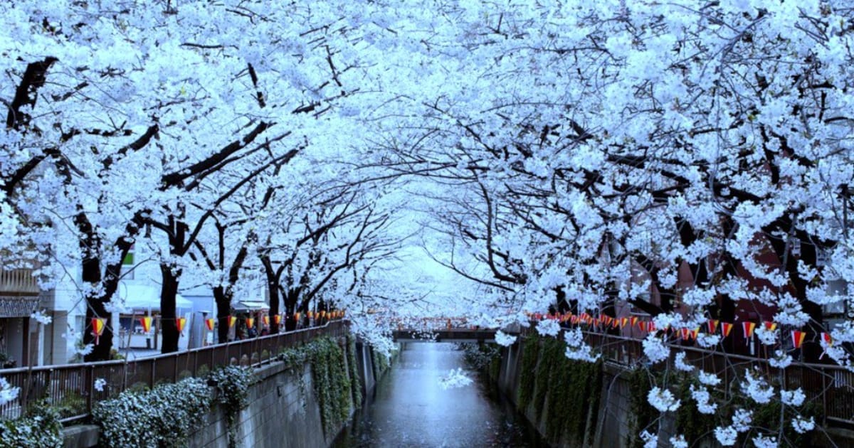 Breathtaking Tree Tunnels Around the World