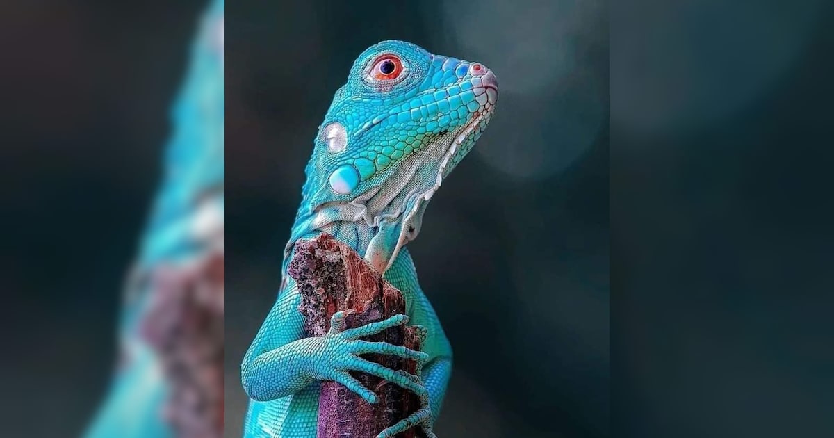Meet 5 Incredible Blue Creatures