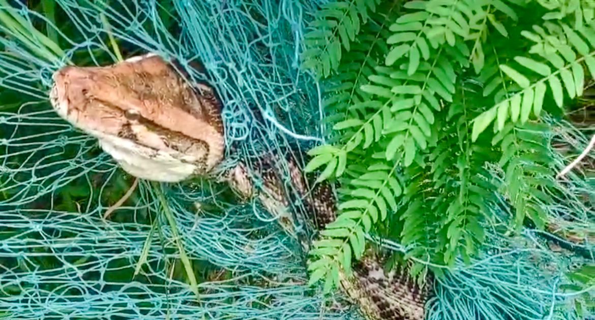 Video: Dramatic Rescue Of 10-Foot Python Stuck In Net