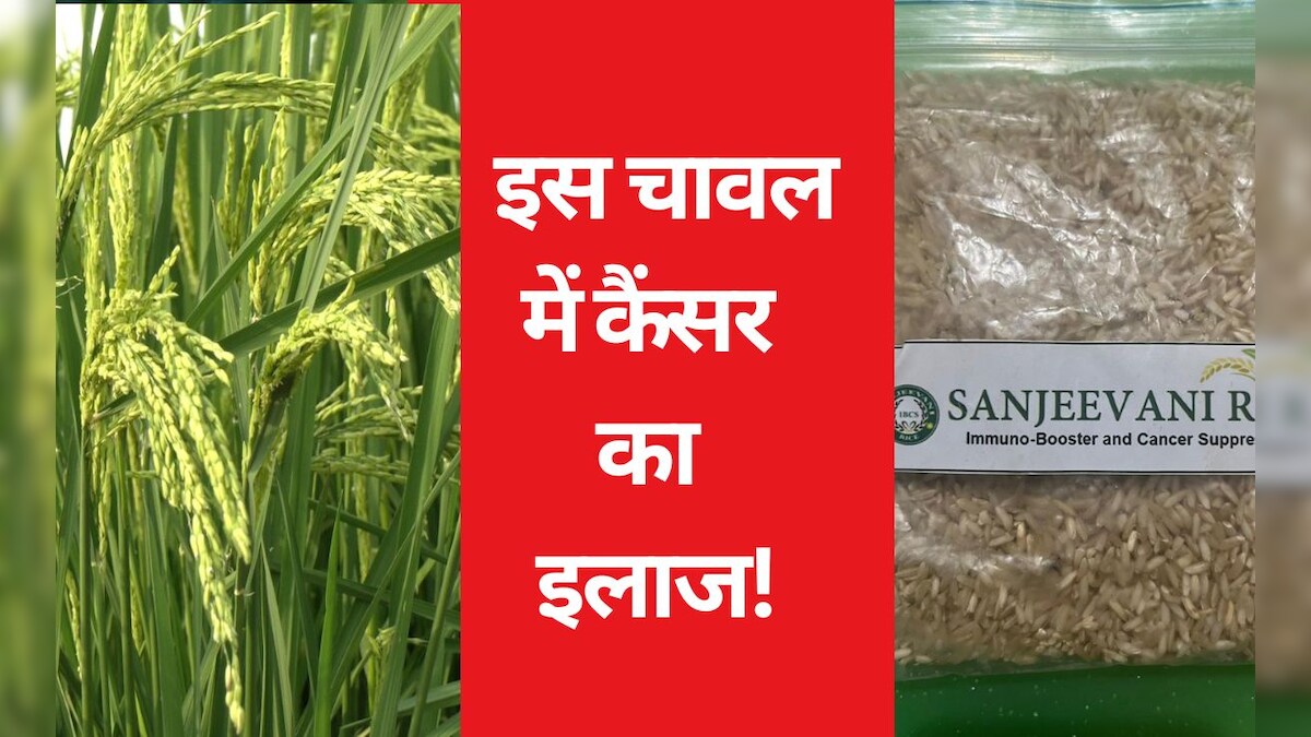 बस्तर के इस चावल से होगा कैंसर का इलाज! रिसर्च में हुए कई खुलासे, PM के ...