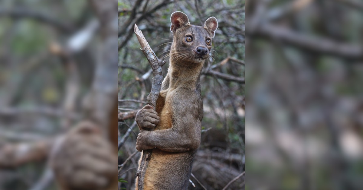 Meet Fossa: Madagascar's Ferocious Predator