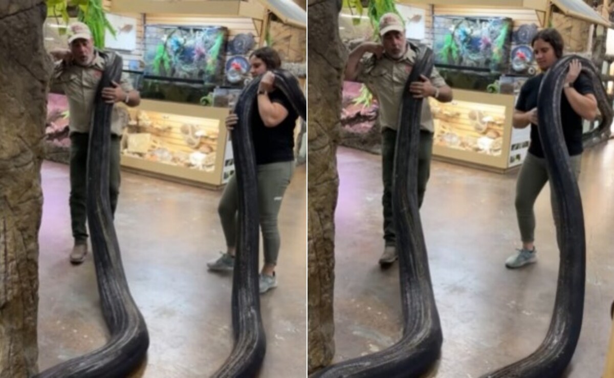 भारी-भरकम अजगर को कंधे पर उठाकर ले जाती दिखी महिला, Video देख कांप ...