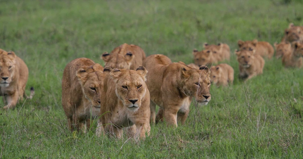 5 Animals That Live In Groups