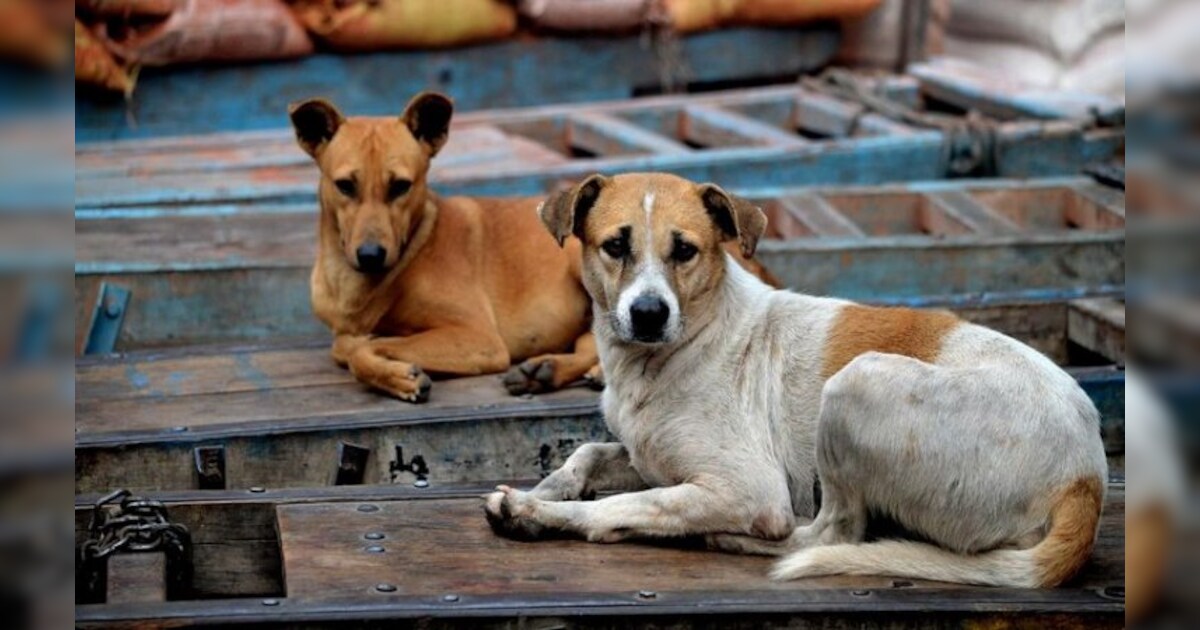 Animals That Love Playing With Humans