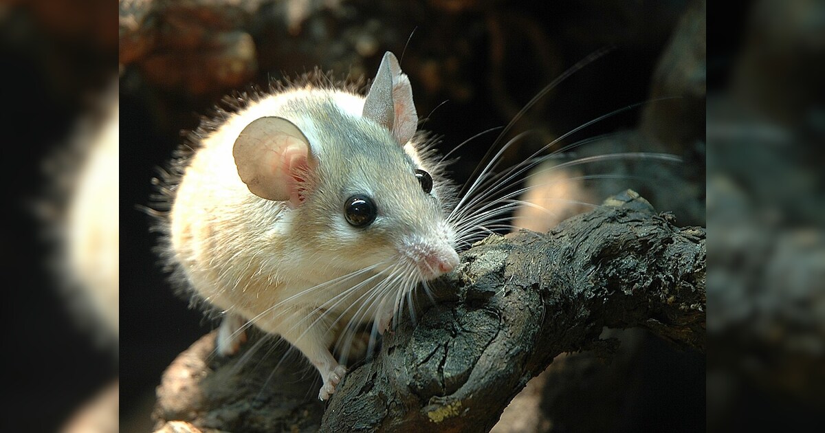 Spiny Mice: They Escape Predators By Losing Skin