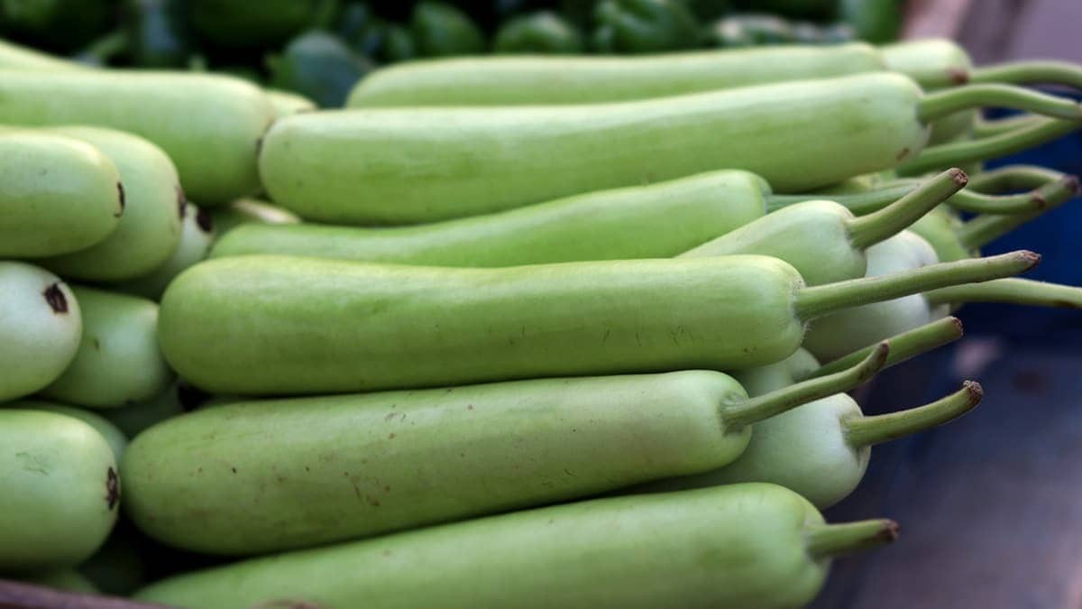 6 Desi Ways To Add Lauki (Bottle Gourd) To Your Summer Diet - NDTV Food