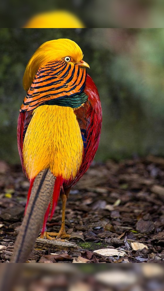 Rarest Bird In The World Video: How ABC Protects Rare Birds American