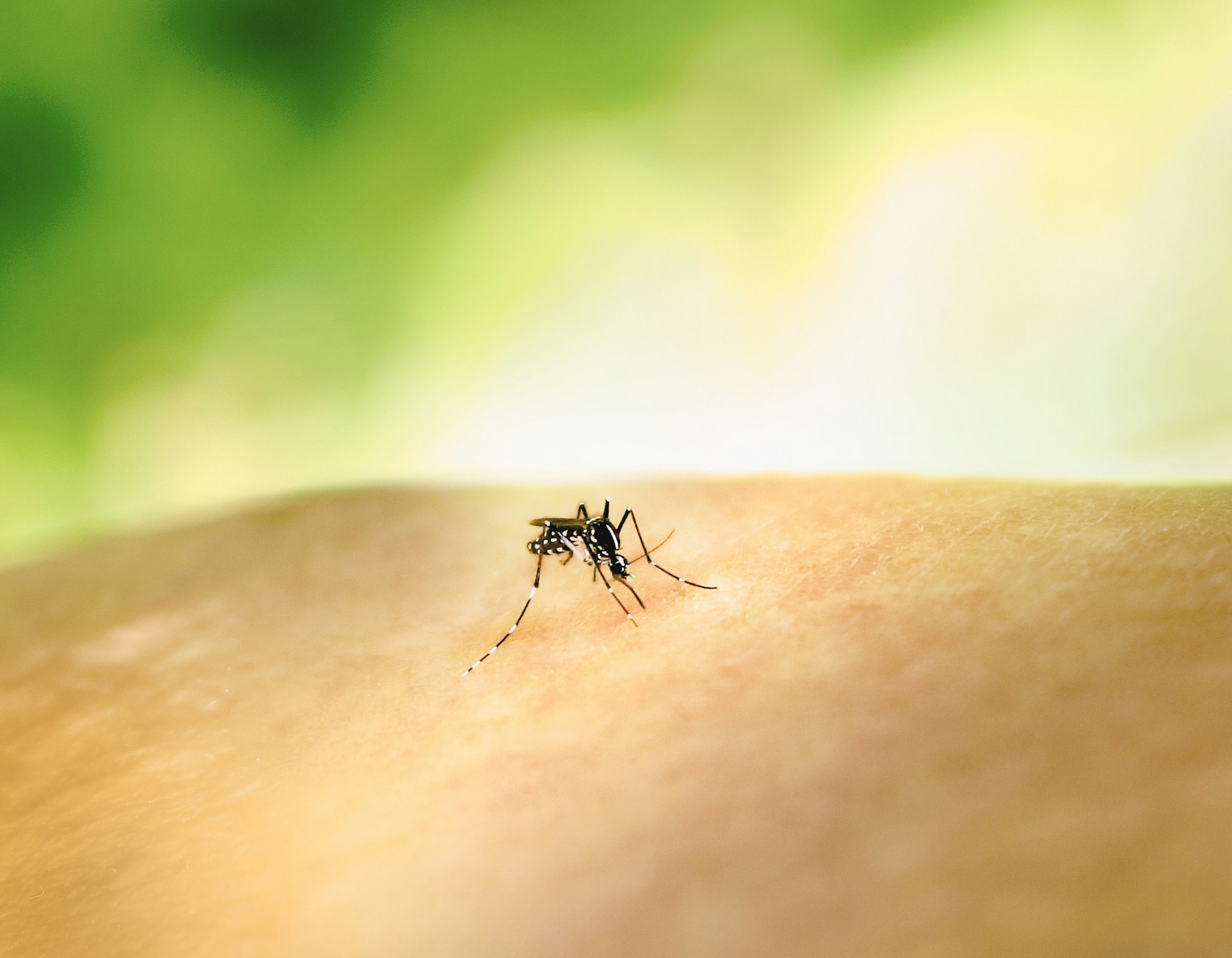 Mosquitoes Are Using Infrared To Track Humans Down