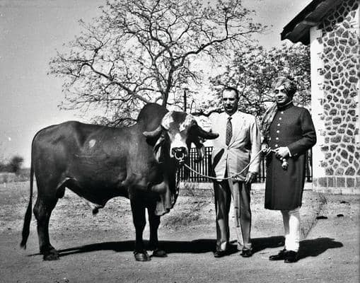 How One Indian Bull Saved Brazil's Milk Supply