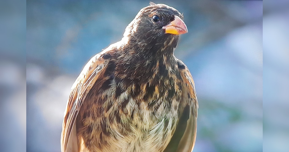 Vampire Finch: The Blood-Thirsty Bird