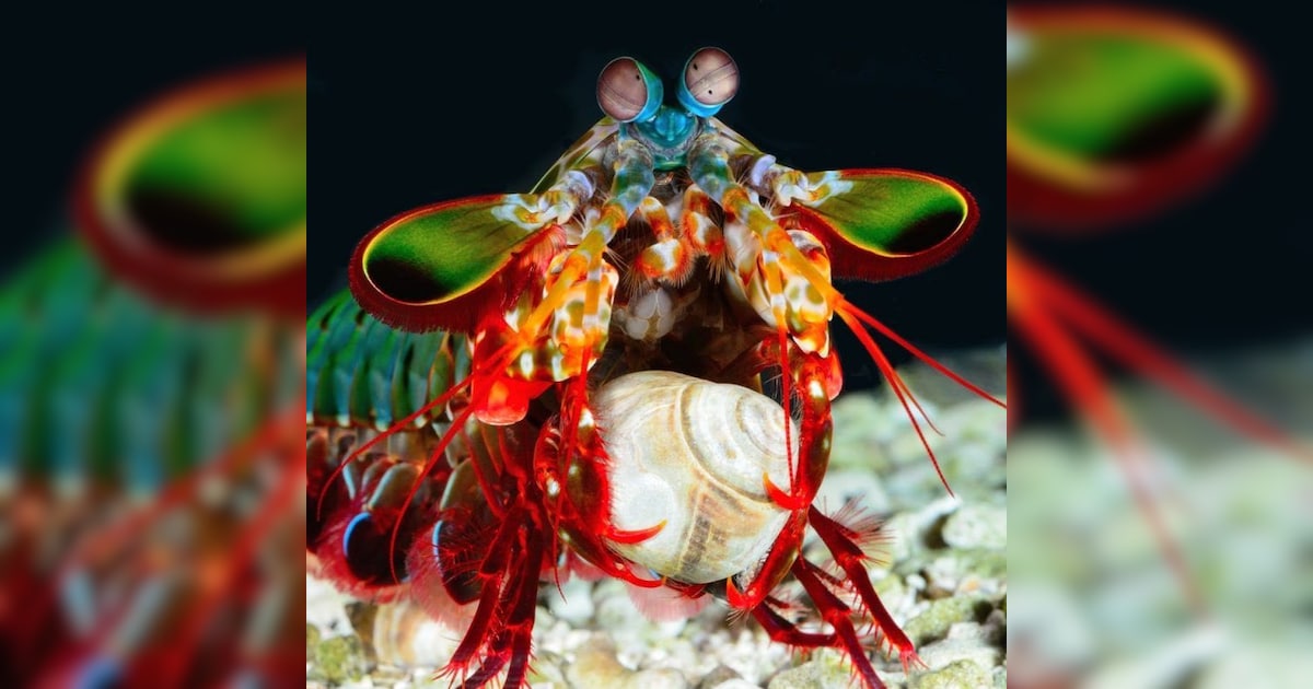Meet The Animal With Most Powerful Punch