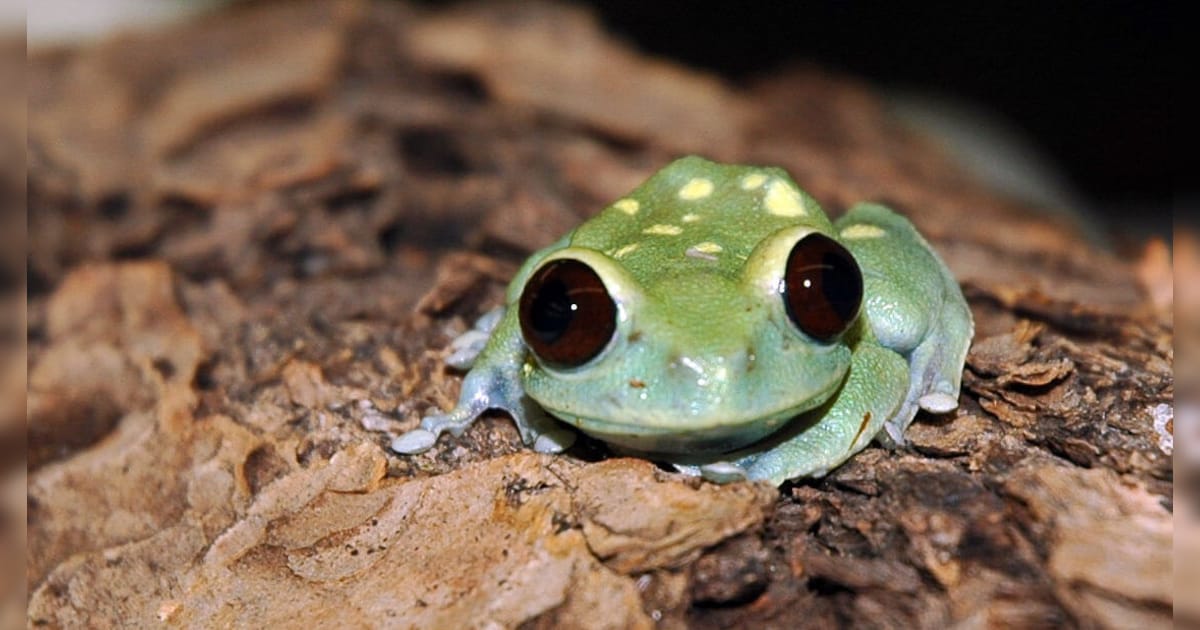 Toad vs Frog: What's The Difference