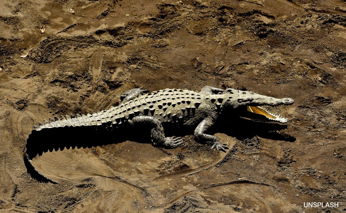 Fossils Reveal Final Refuge Of Ferocious Land-Living Crocs