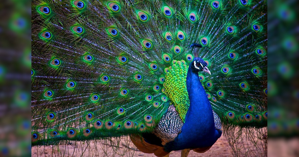 Peacock National Bird