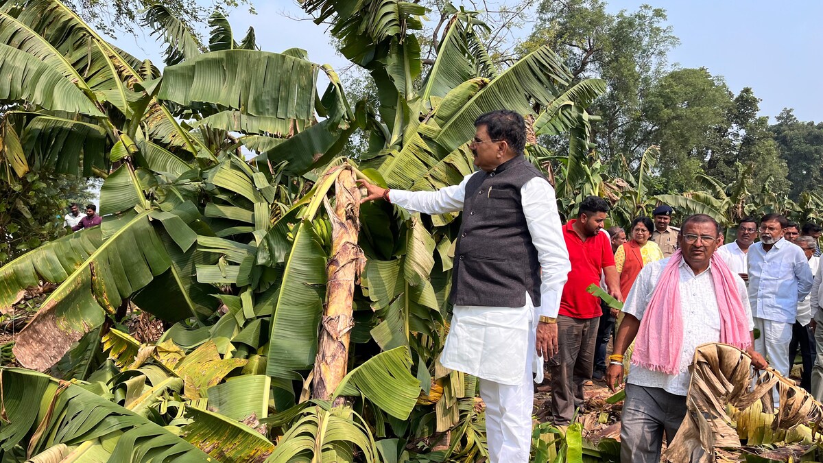 एमपी में आंधी ने तोड़ दी 16 गांव के 350 केला किसानों की कमर, सरकार से ...
