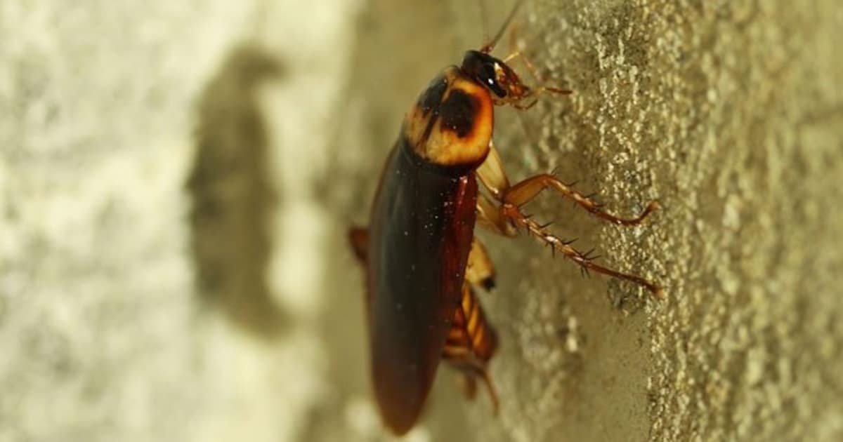 animals without heads