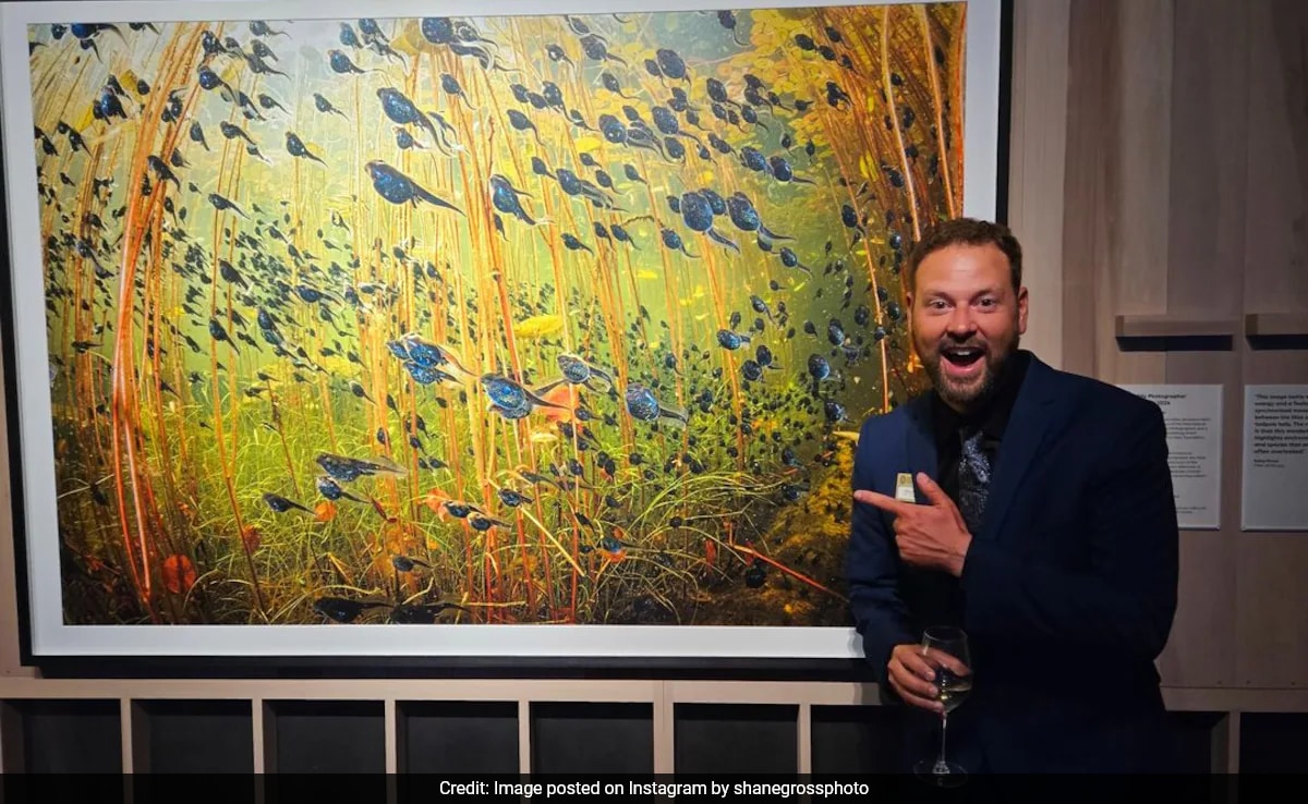 Wildlife Photographer Of Year 2024: The Swarm of Life By Shane Gross ...