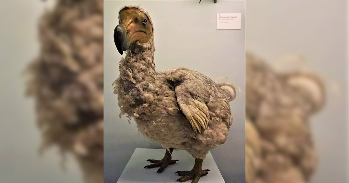 dodo bird extinct 2001