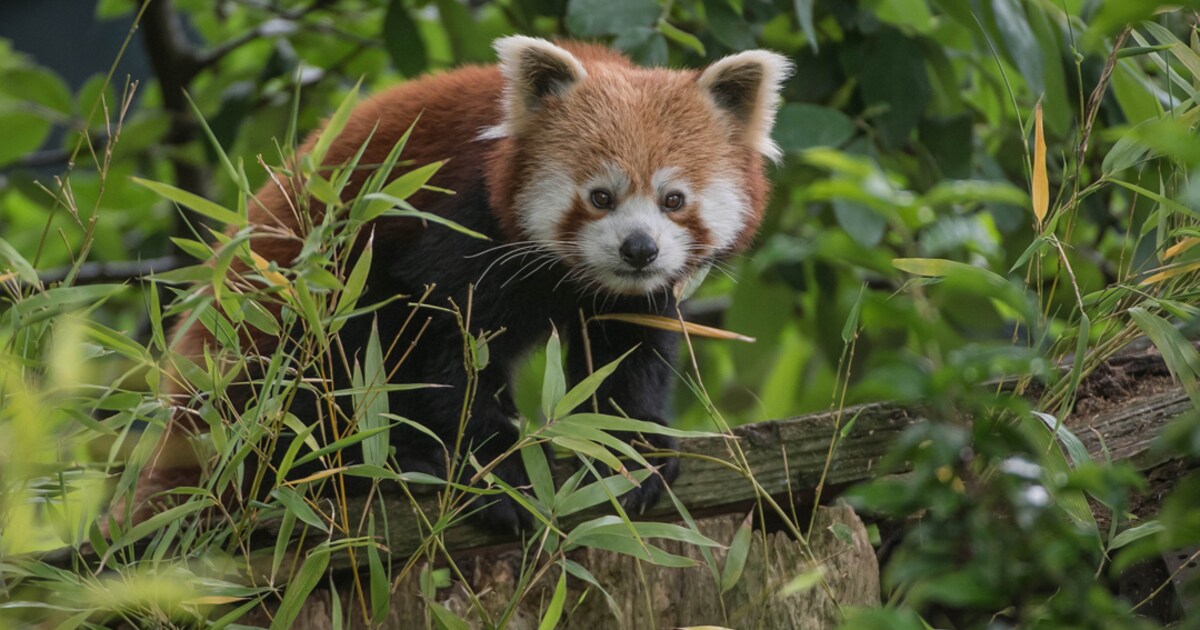 Animals With Wrong Names