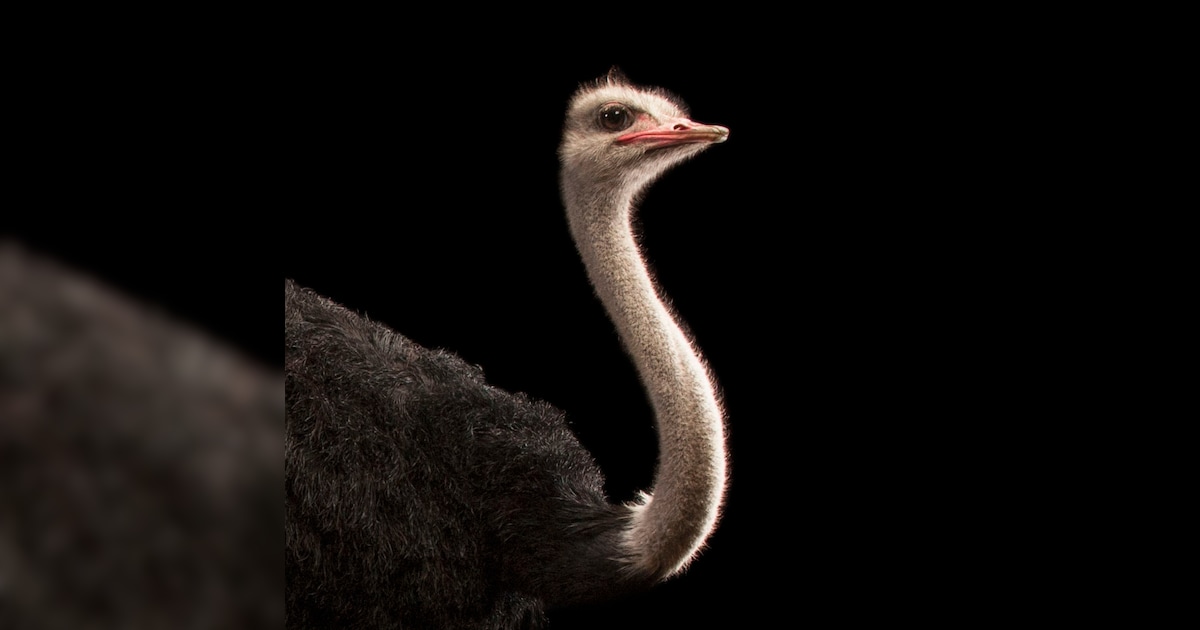 Meet The World's Tallest Bird