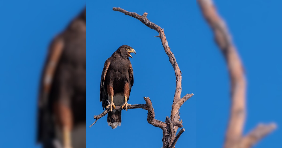 Harris's Hawk: The Master Of Teamwork In Hunting