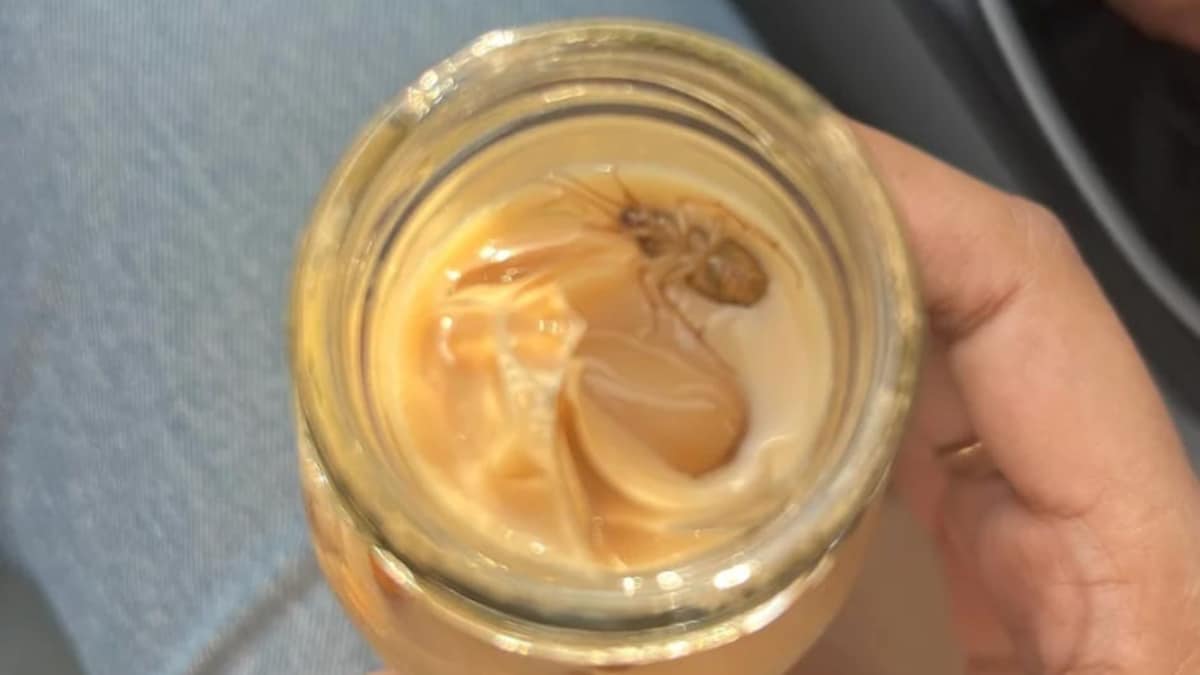 Delhi Customer Reports Cockroach In Coffee From LOpera, Bakery Responds ...