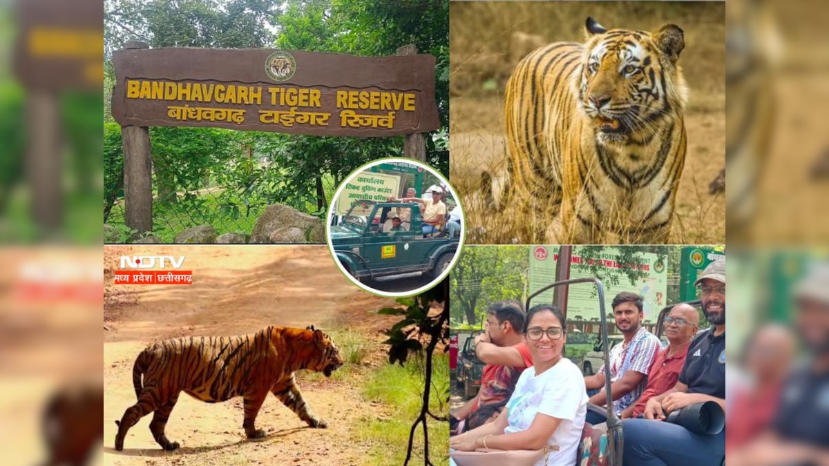 जिप्सी से लोगों ने किया बाघों का दीदार ! ऐसा है MP के इस टाइगर रिज़र्व ...