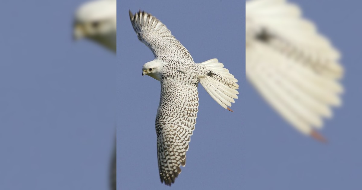 Meet Gyrfalcon: World's Largest Falcon