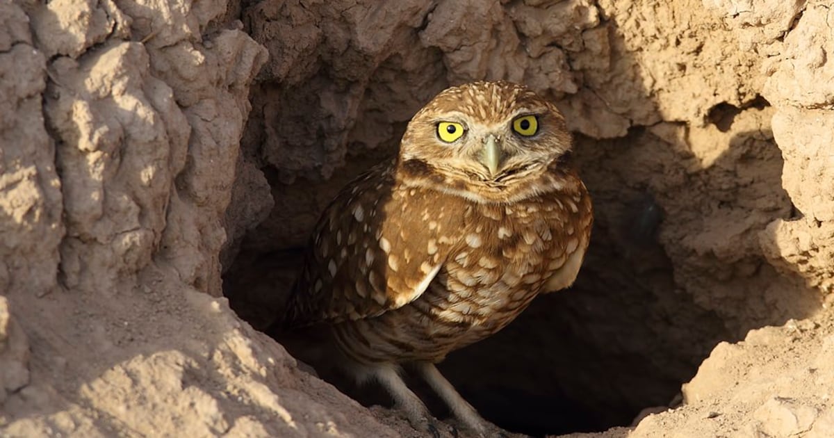 Animals That Live Underground