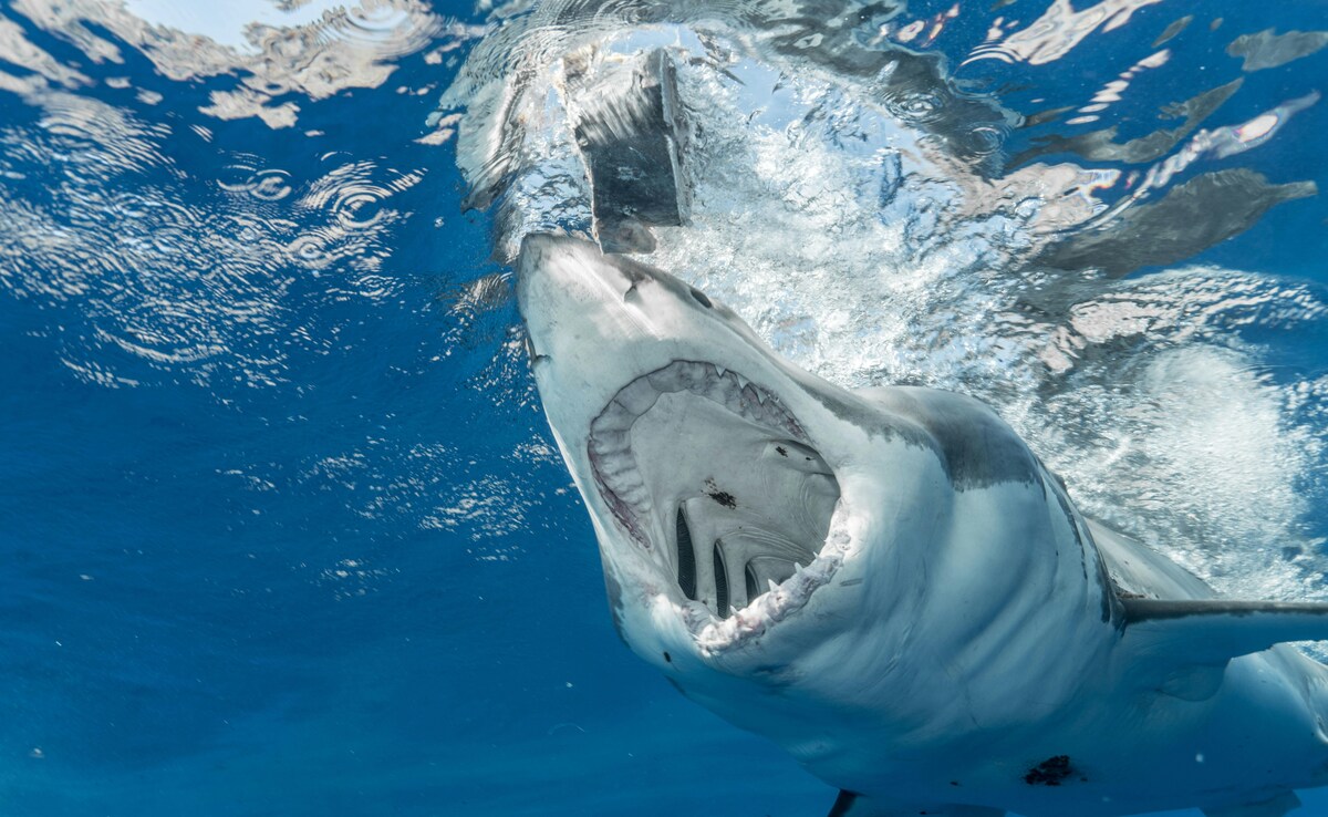 मछुआरों के हाथ लगी शार्क, पेट चीरा तो निकली ऐसी चीज, देख फटी की फटी रह ...