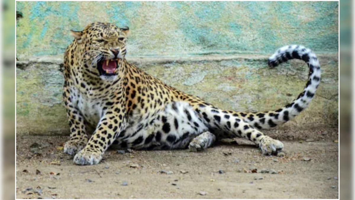 Udaipur Leopard Killed: आदमखोर तेंदुए का अंत, गोगुंदा में शूटर ने मारी गोली; अब तक 10 की ले चुका ...