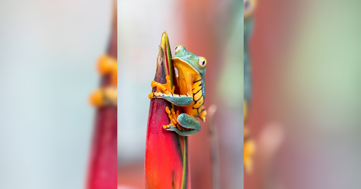 Small But Deadly Animals On Earth