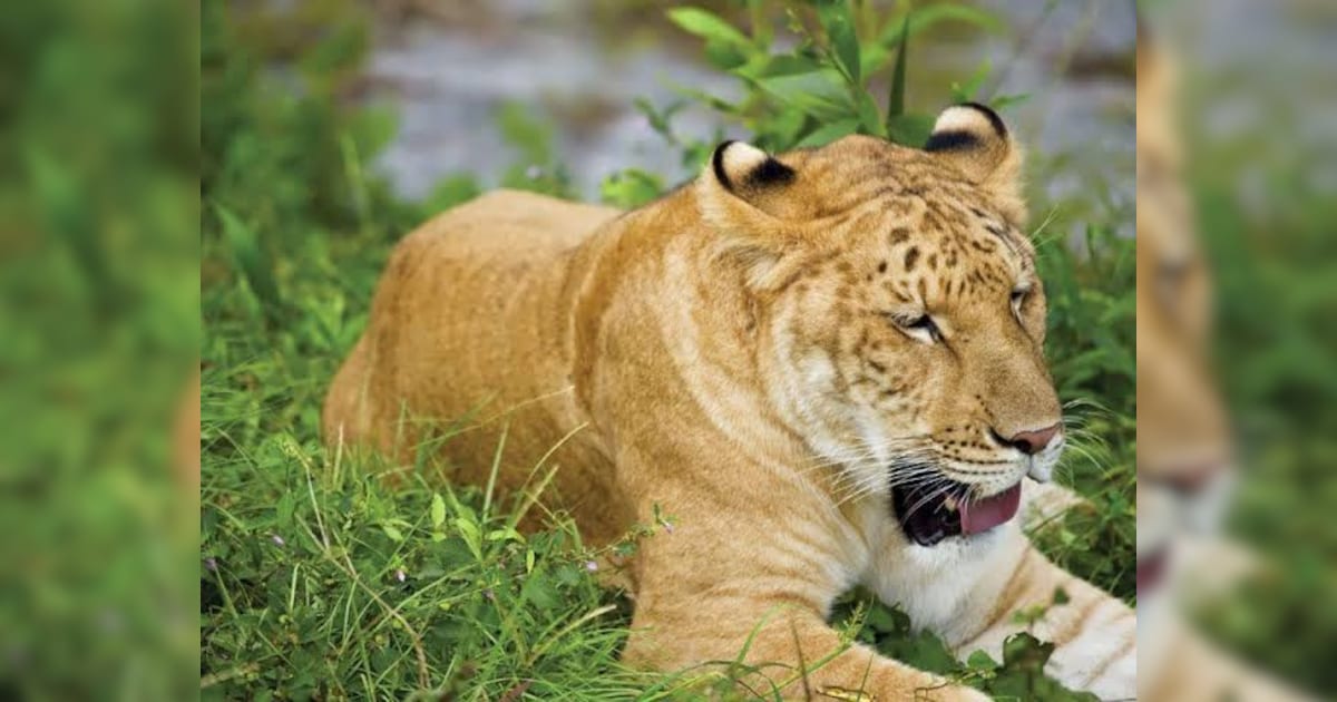 Animals That Crossbreed In The Wild