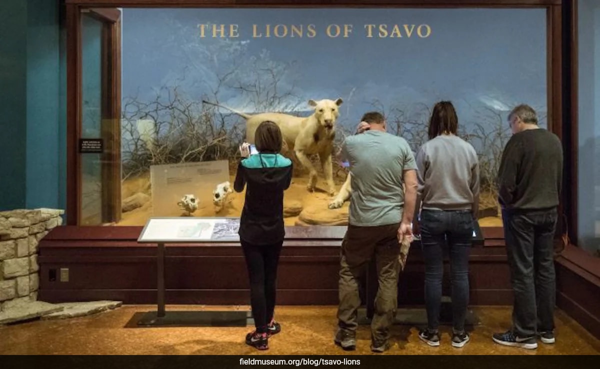 Tsavo Man-Eaters: Centuries-Old Lion Teeth Reveal Shocking New Details