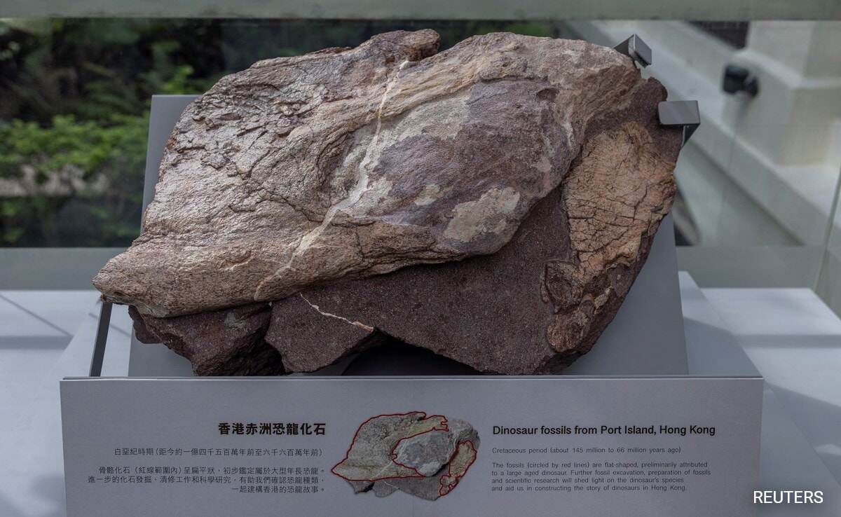 Hong Kong's First Dinosaur Fossils Go On Display