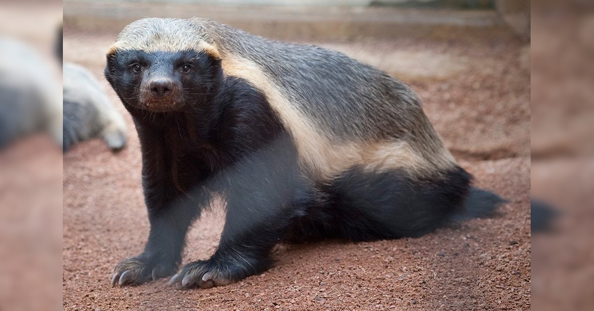 Animals That Are Immune To Snake Venom