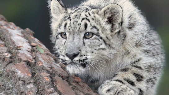 snow leopard pattern cat